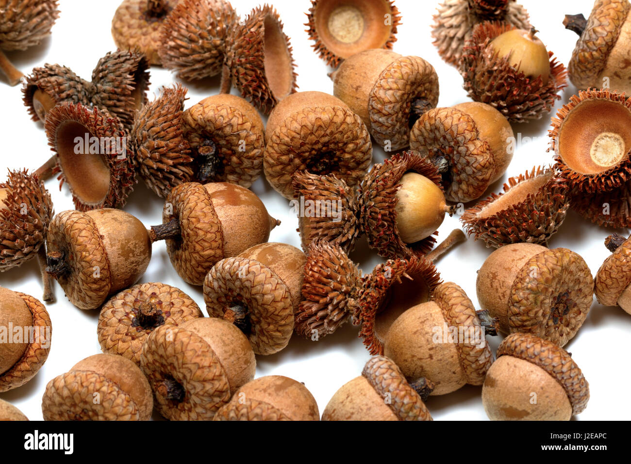 Acorn nut from oak tree hi-res stock photography and images - Alamy