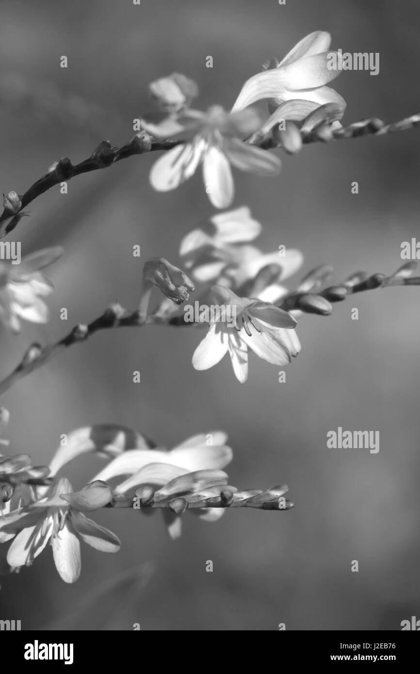 Perennial plants in garden Black and White Stock Photos & Images - Alamy
