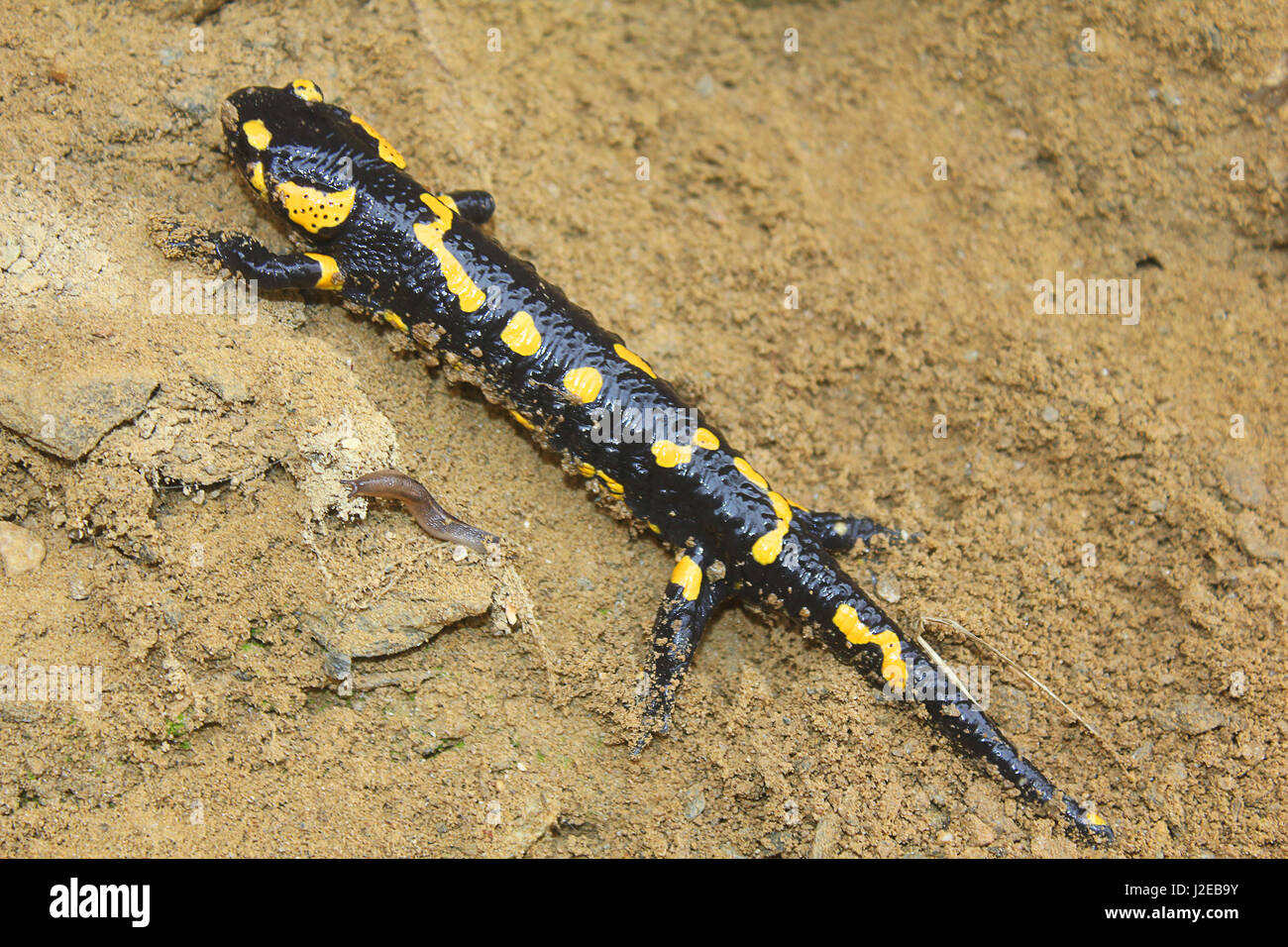 a salamander on the sand Stock Photo - Alamy