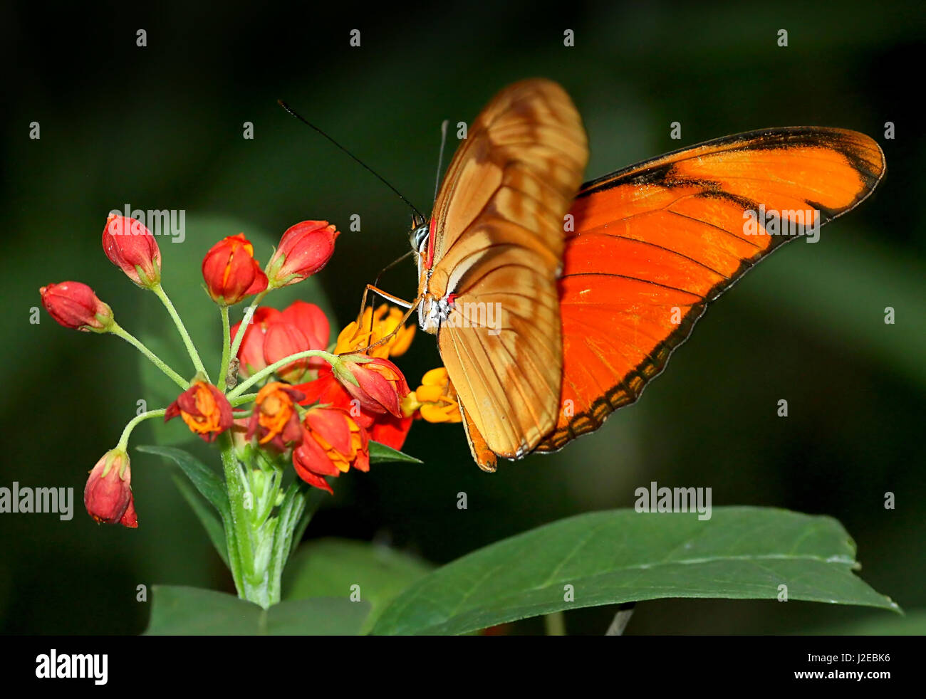 Neotropical Orange Julia Longwing or Julia Butterfly (Dryas iulia ...