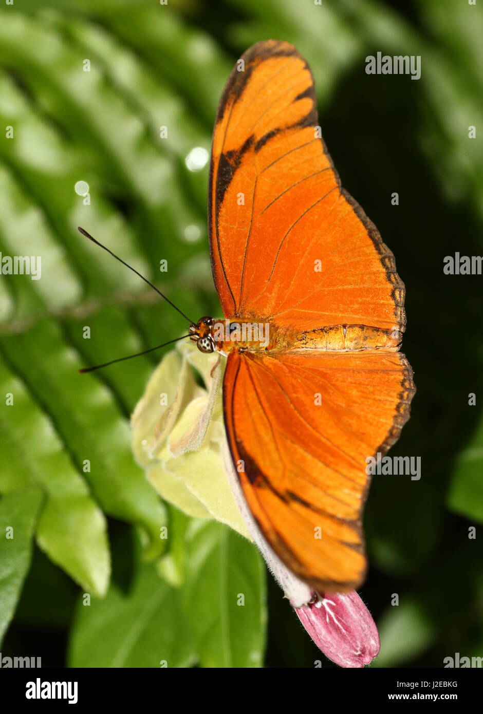 Schmetterling peru hi-res stock photography and images - Alamy