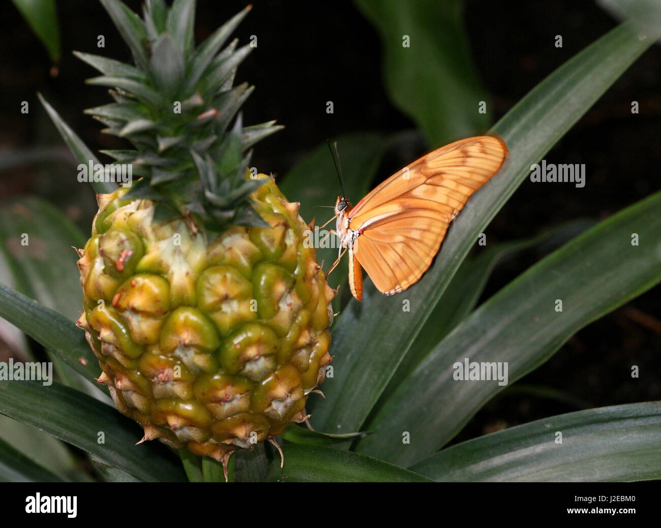 Neotropical Orange Julia Longwing or Julia Butterfly (Dryas iulia ...