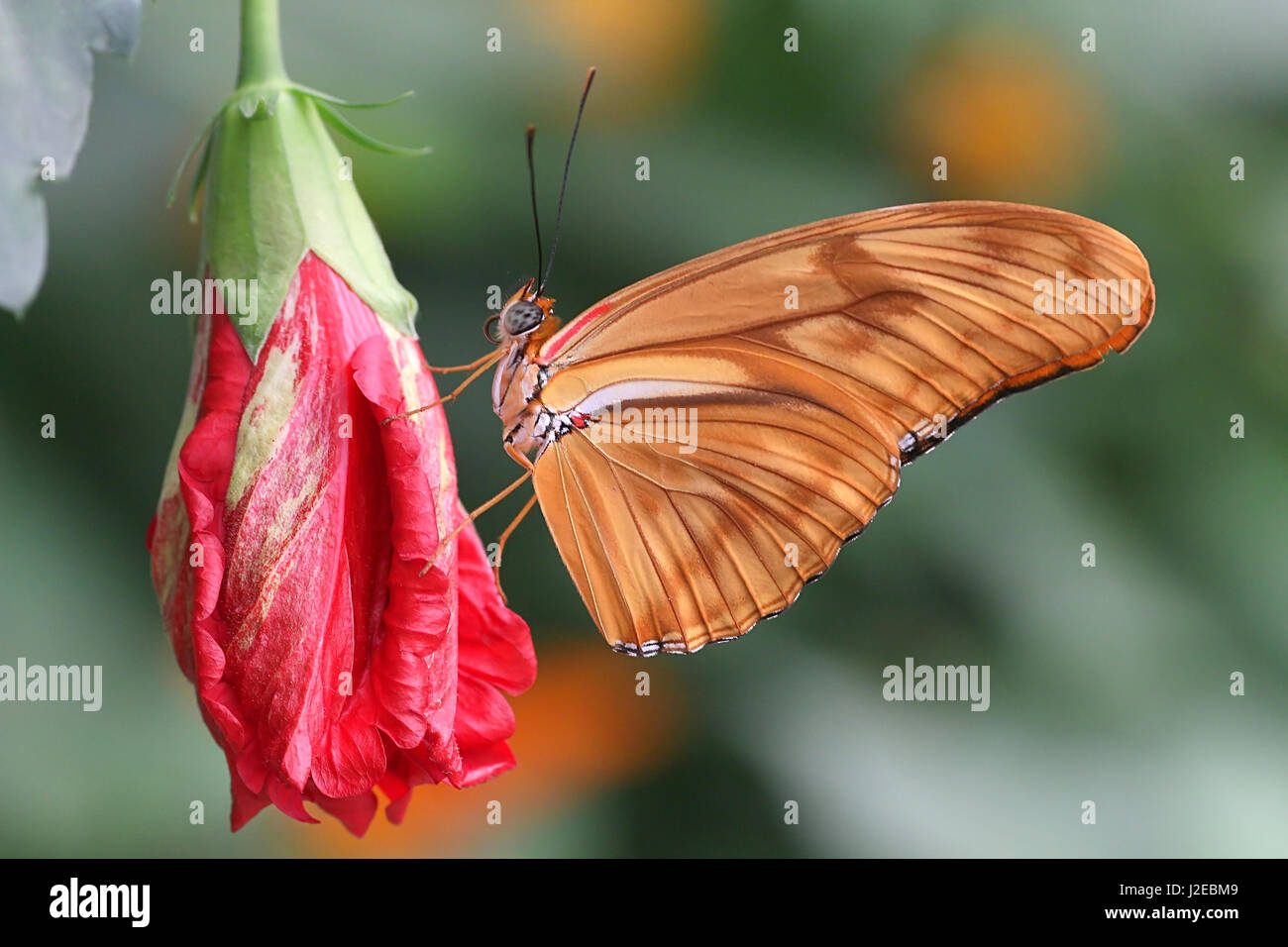 Neotropical Orange Julia Longwing or Julia Butterfly (Dryas iulia ...
