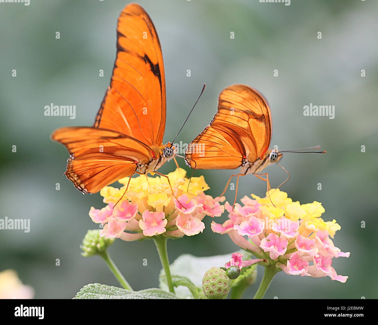 Neotropical Orange Julia Longwing or Julia Butterfly (Dryas iulia ...