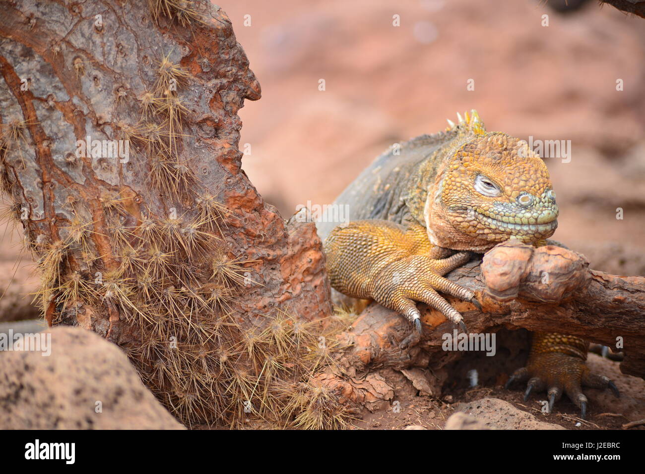 Iguana waiting under a cactus tree Stock Photo - Alamy