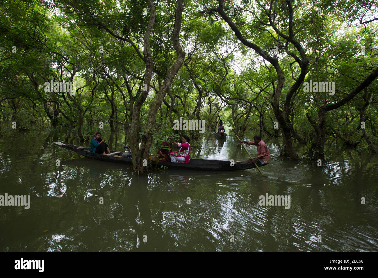Ratargul fresh water swamp forest. It is a very interesting and ...