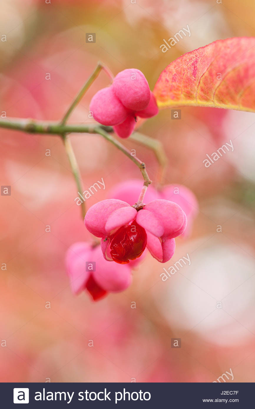 Pink Seed Pods Stock Photos & Pink Seed Pods Stock Images - Alamy