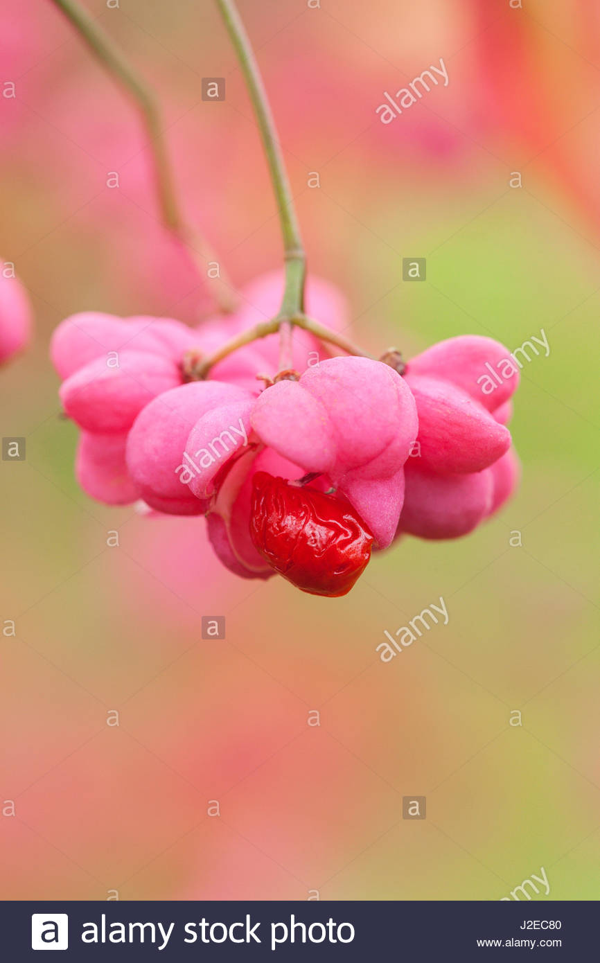 Pink Seed Pods Stock Photos & Pink Seed Pods Stock Images - Alamy