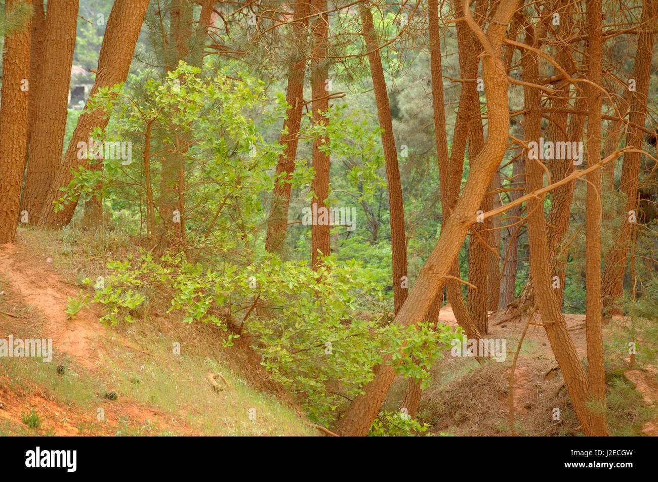 France, Vaucluse, Roussillon. Trees trunks covered in red ochre dust ...