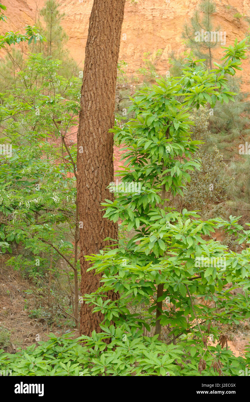 France, Vaucluse, Roussillon. Young trees covered with ochre dust ...