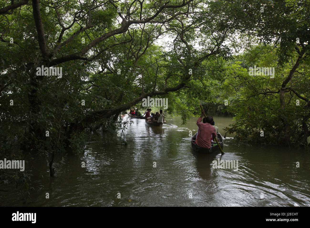 Ratargul fresh water swamp forest. It is a very interesting and ...