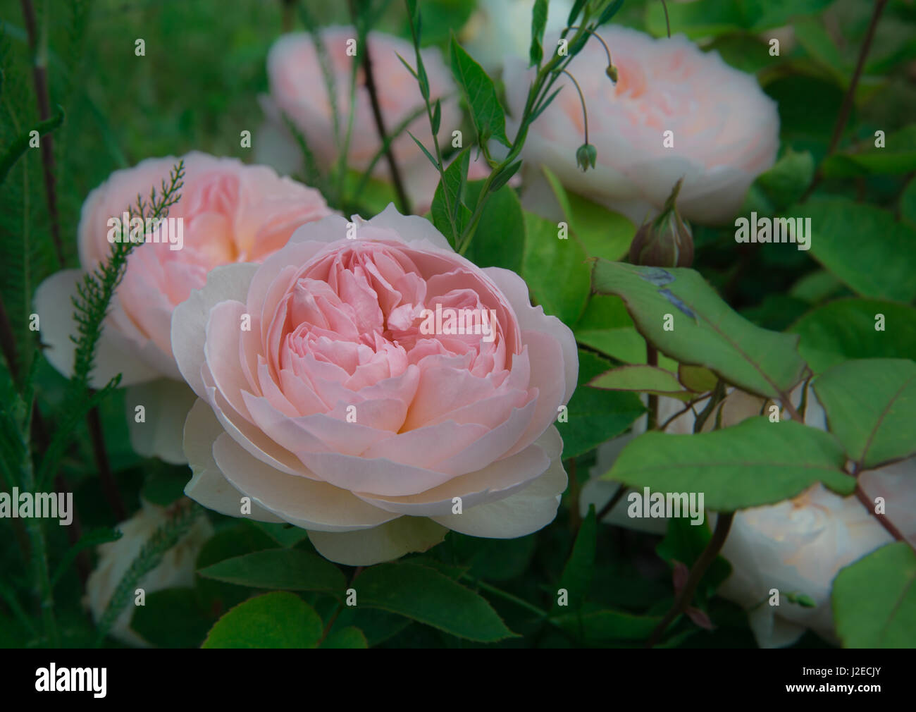 Rose gentle hermione hi-res stock photography and images - Alamy