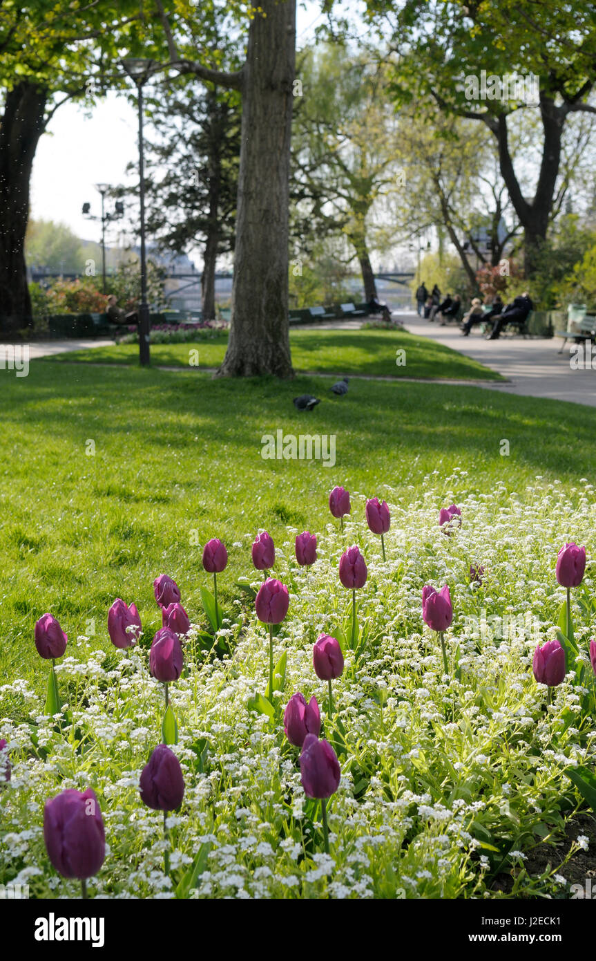 France, Paris. Tulips at Place Dauphine, Ile de la Cite Stock Photo - Alamy