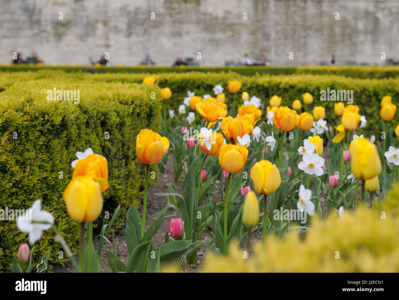 France, Paris. Tulips, Jardins des Tuileries Stock Photo - Alamy