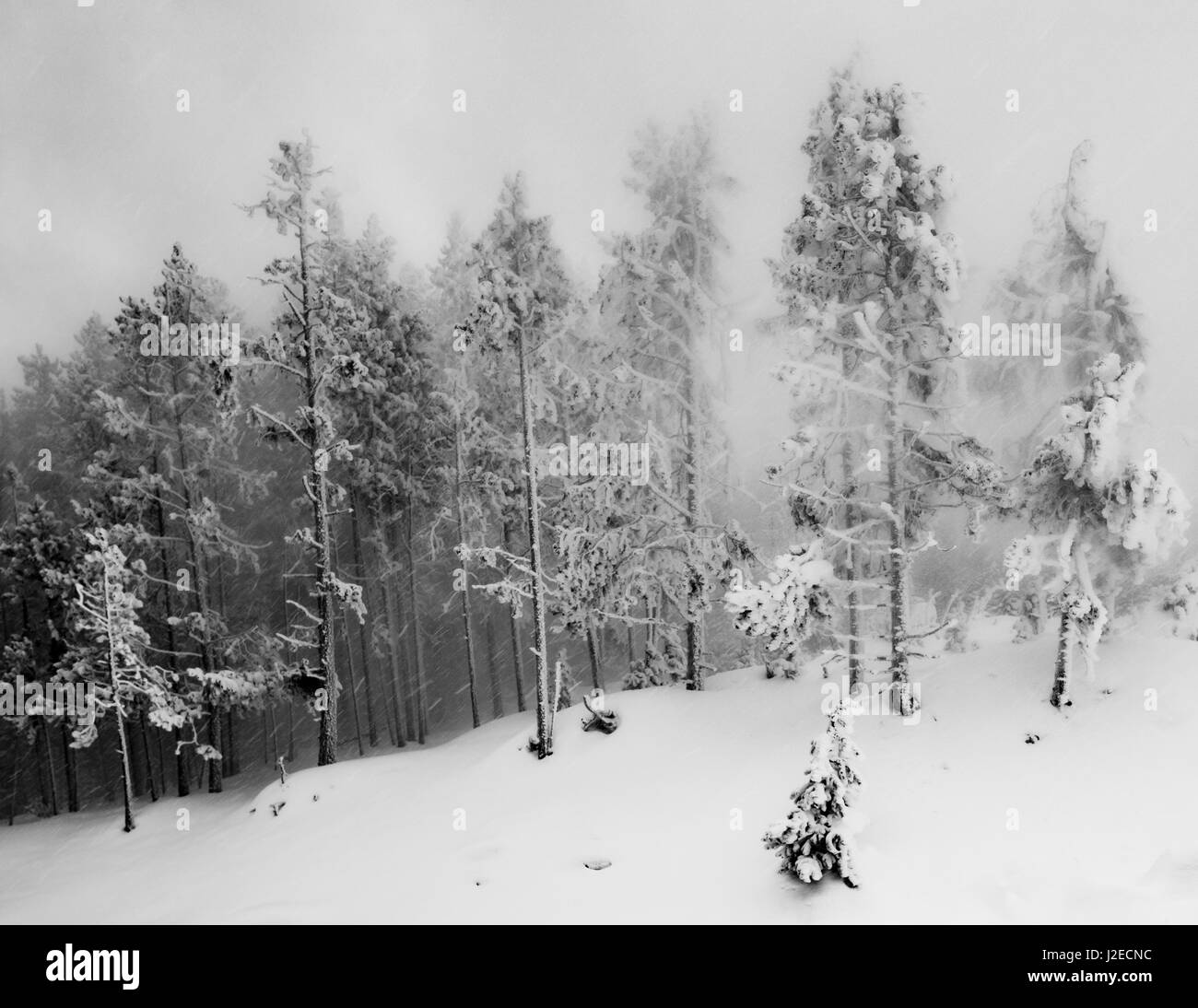 Heavy snowfall snowstorm in Black and White Stock Photos & Images - Alamy