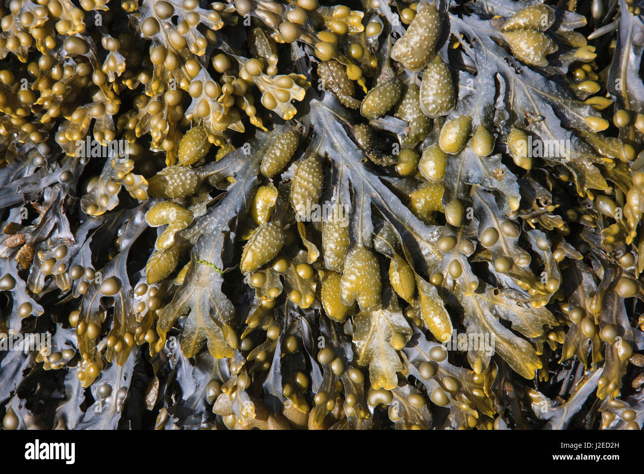 Knotted wrack algae hi-res stock photography and images - Alamy
