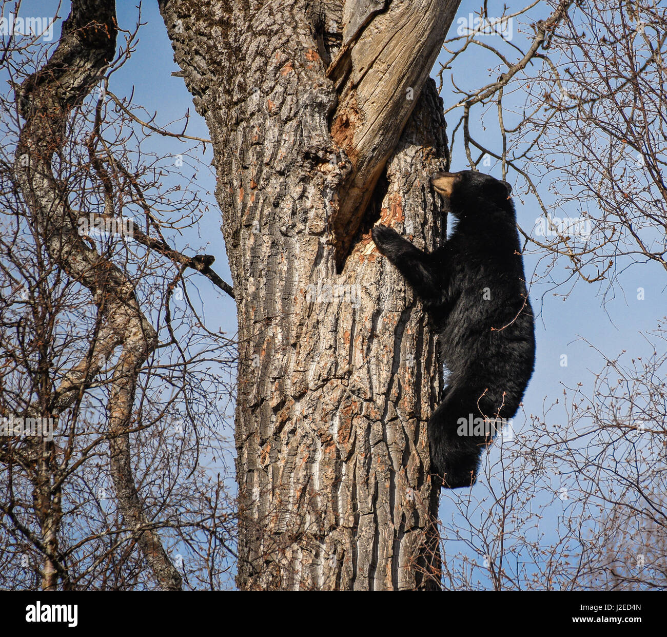 A black bear climbs a cottonwood tree Stock Photo - Alamy