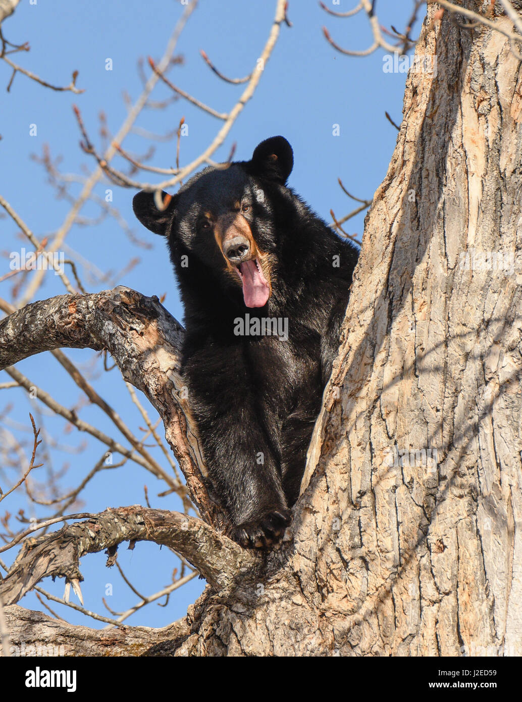 Growl black bear hi-res stock photography and images - Alamy
