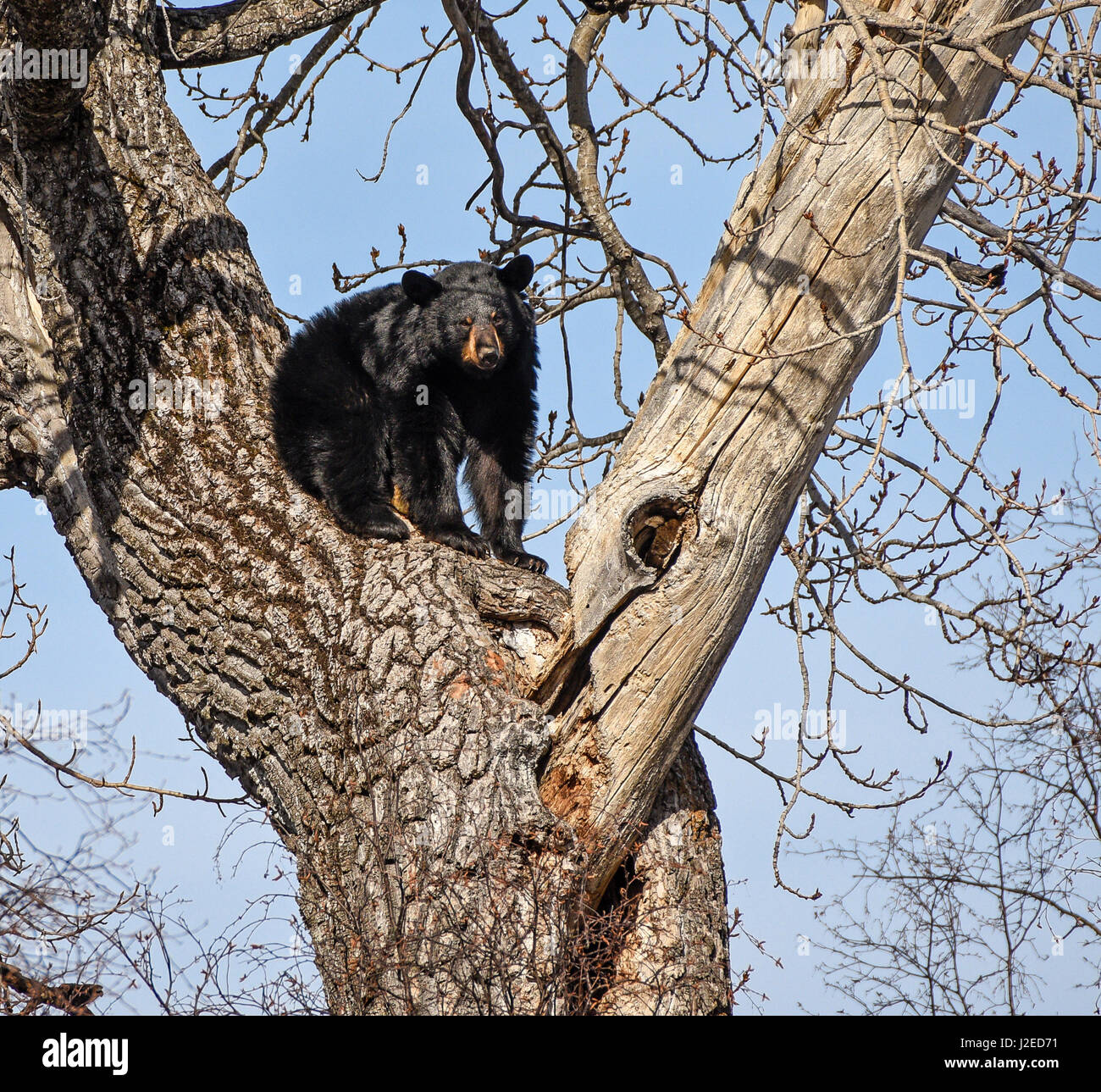 Growl black bear hi-res stock photography and images - Alamy