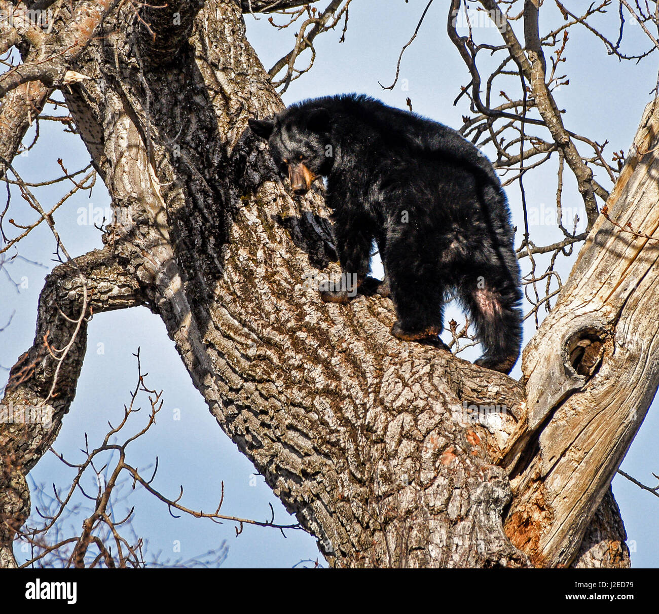 Growl black bear hi-res stock photography and images - Alamy