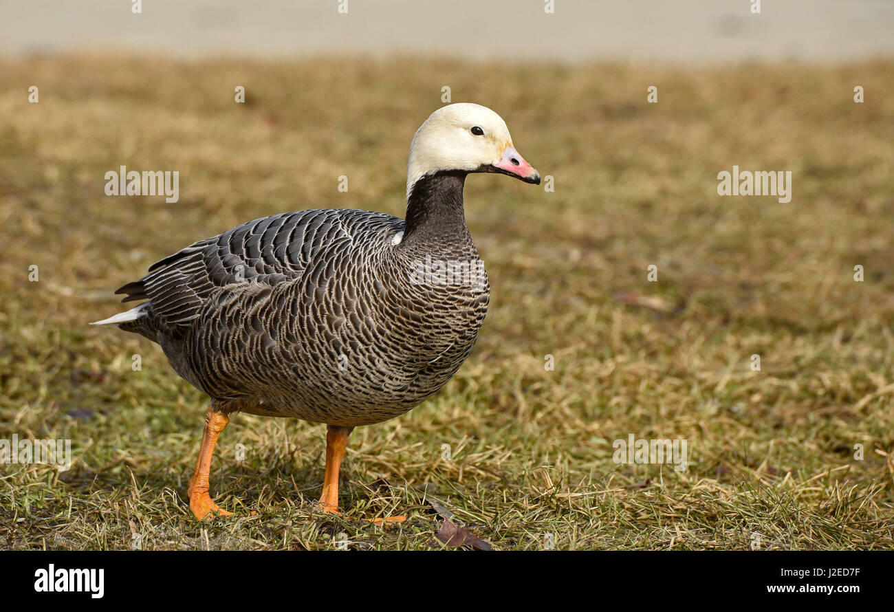 Emperor Goose High Resolution Stock Photography and Images - Alamy
