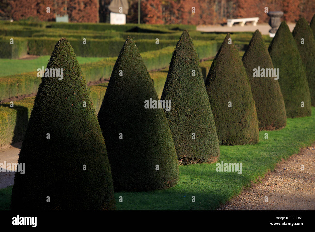 Trees trimmed in a conical shape in the gardens of Chateau Versailles ...