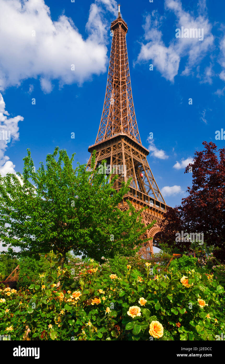The Eiffel Tower and rose garden, Paris, France Stock Photo - Alamy