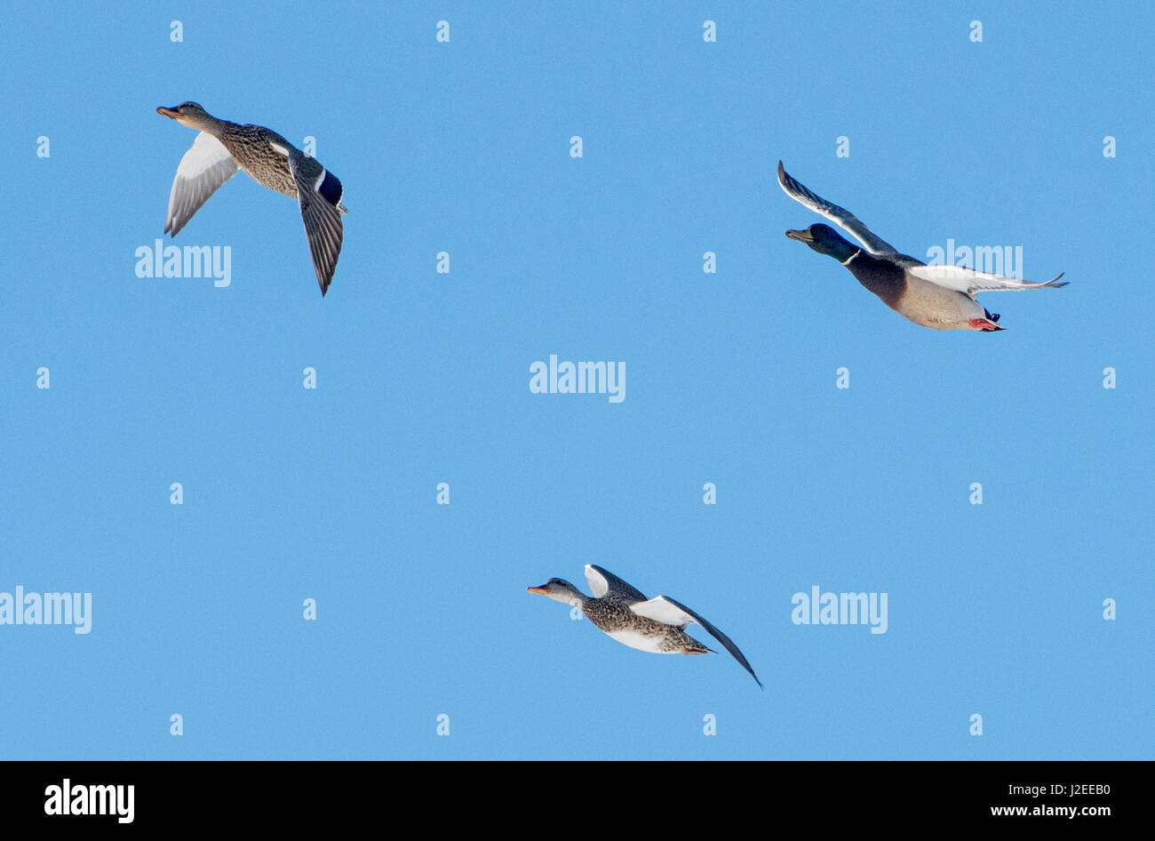Wildlife; Birds; Waterfowl; Mallards; Alaska Stock Photo - Alamy