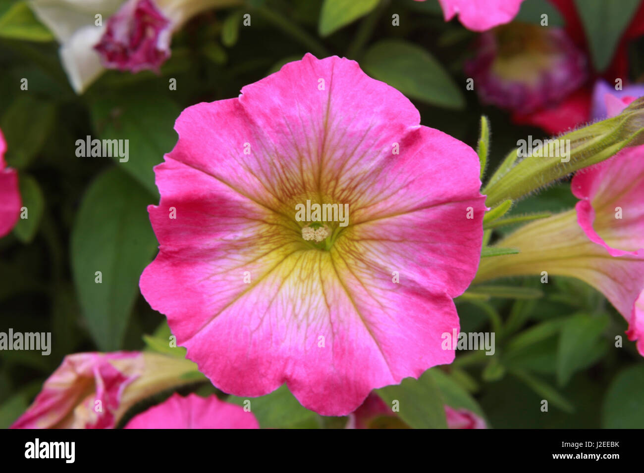 Hot pink rectangle hi-res stock photography and images - Alamy