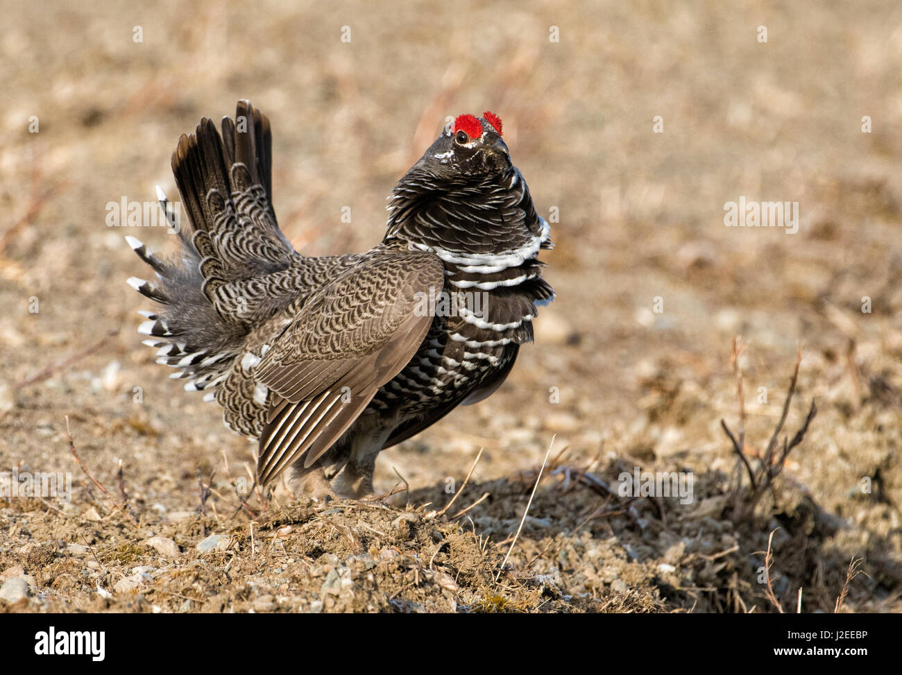 Dominanace hi-res stock photography and images - Alamy