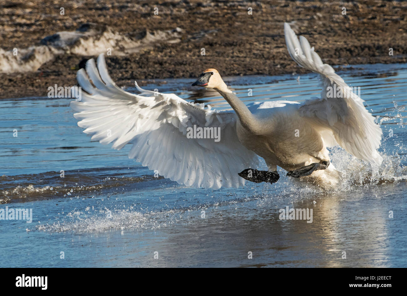 ; Wildlife; Birds; Waterfowl; Trumpeter Swans; Alaska Stock Photo - Alamy