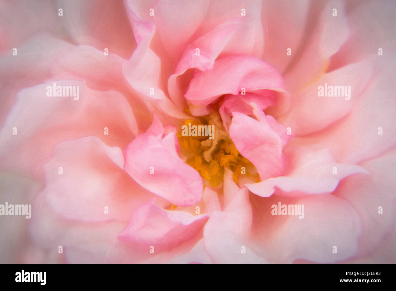 Rose gallery hi-res stock photography and images - Alamy