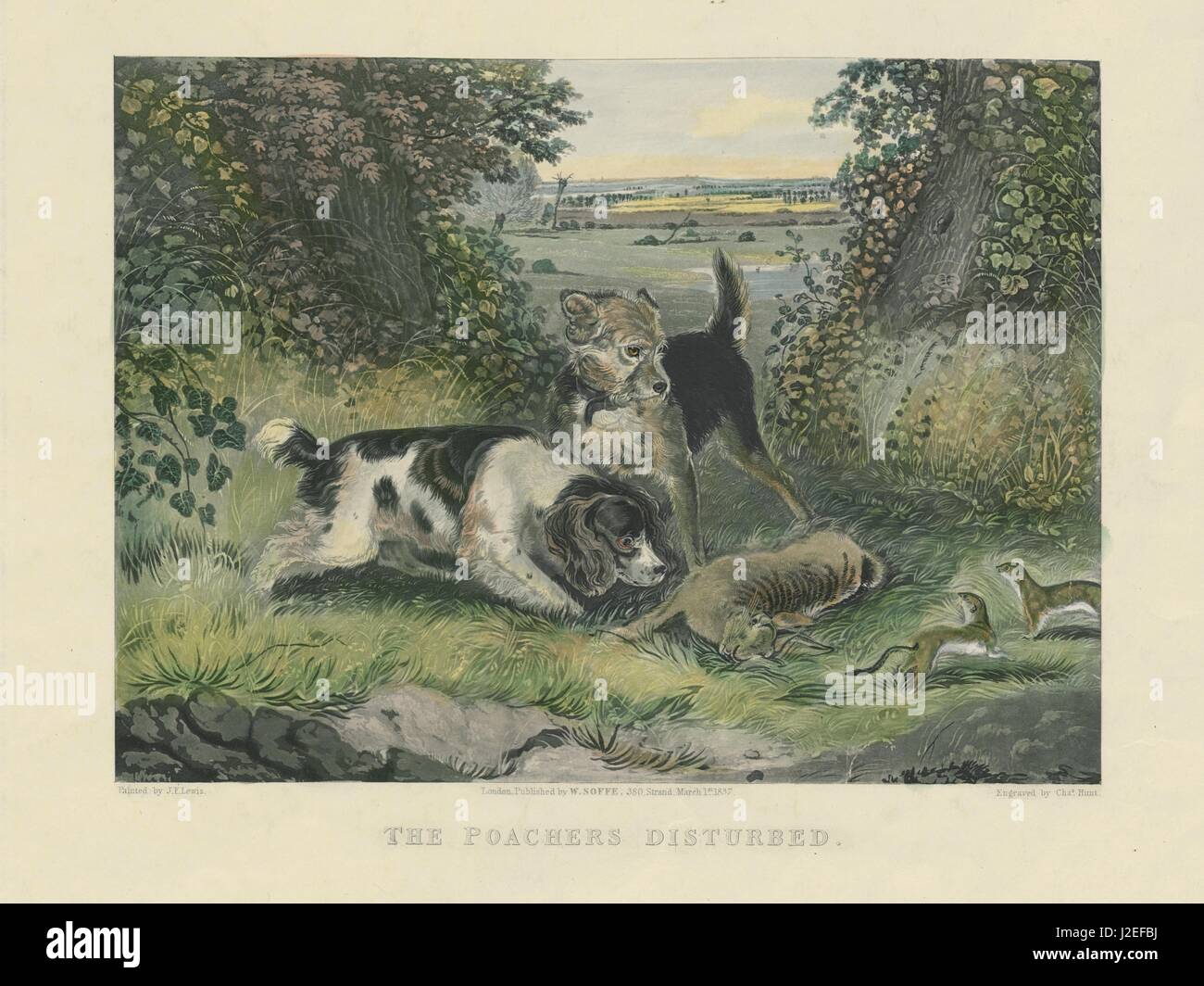 Poachers dogs hi-res stock photography and images - Alamy