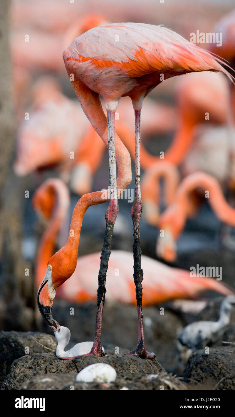 Caribbean flamingo on a nest with chicks. Cuba Stock Photo - Alamy