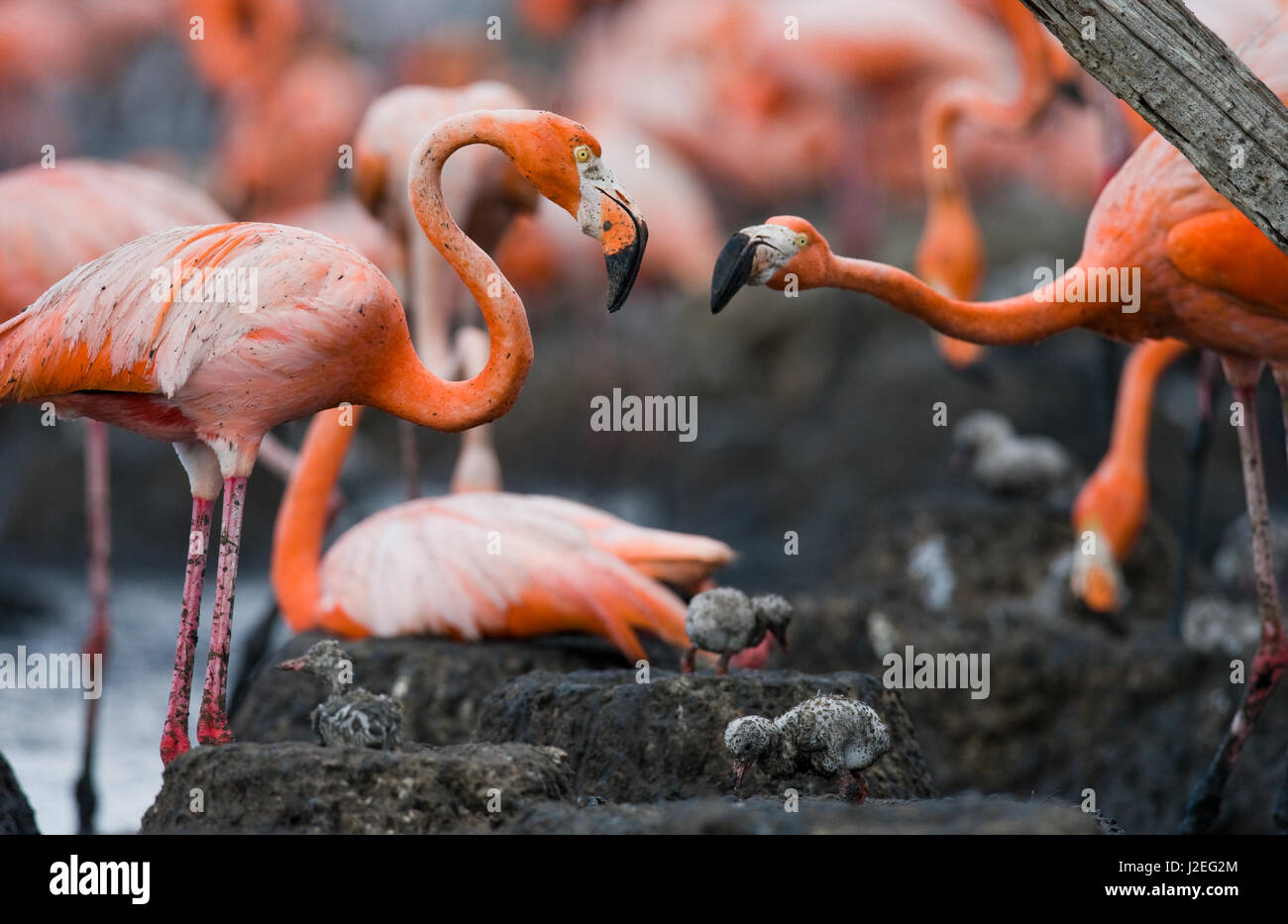 Flamingo nest hi-res stock photography and images - Alamy