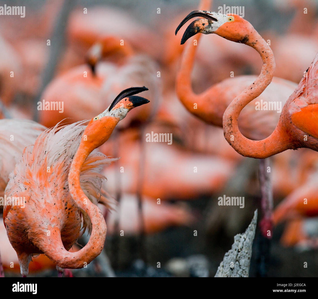 Game two adults of the Caribbean flamingo. Cuba. Reserve Rio Maximа ...