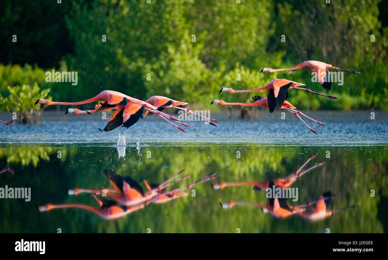 Caribbean flamingos flying over water. Cuba. Reserve Rio Maximа Stock ...