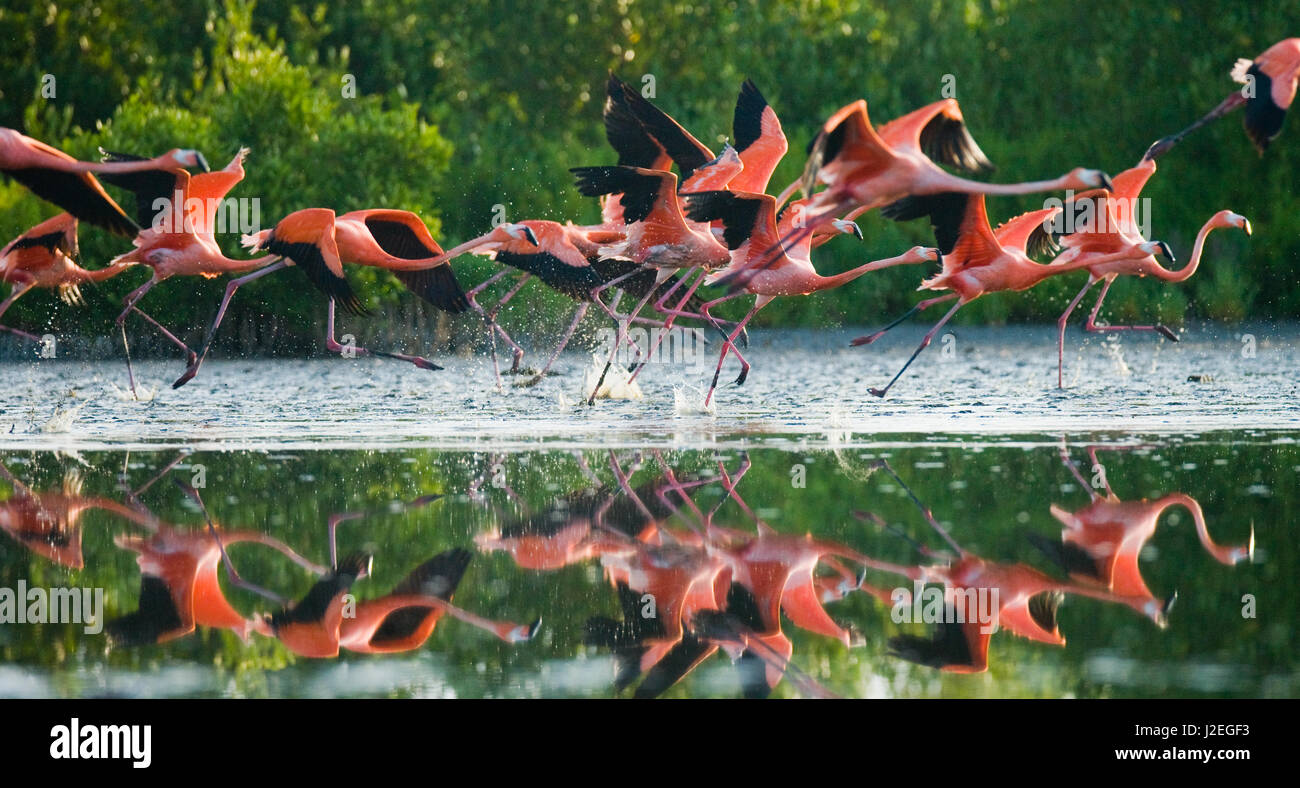 Caribbean flamingos flying over water. Cuba. Reserve Rio Maximа Stock ...