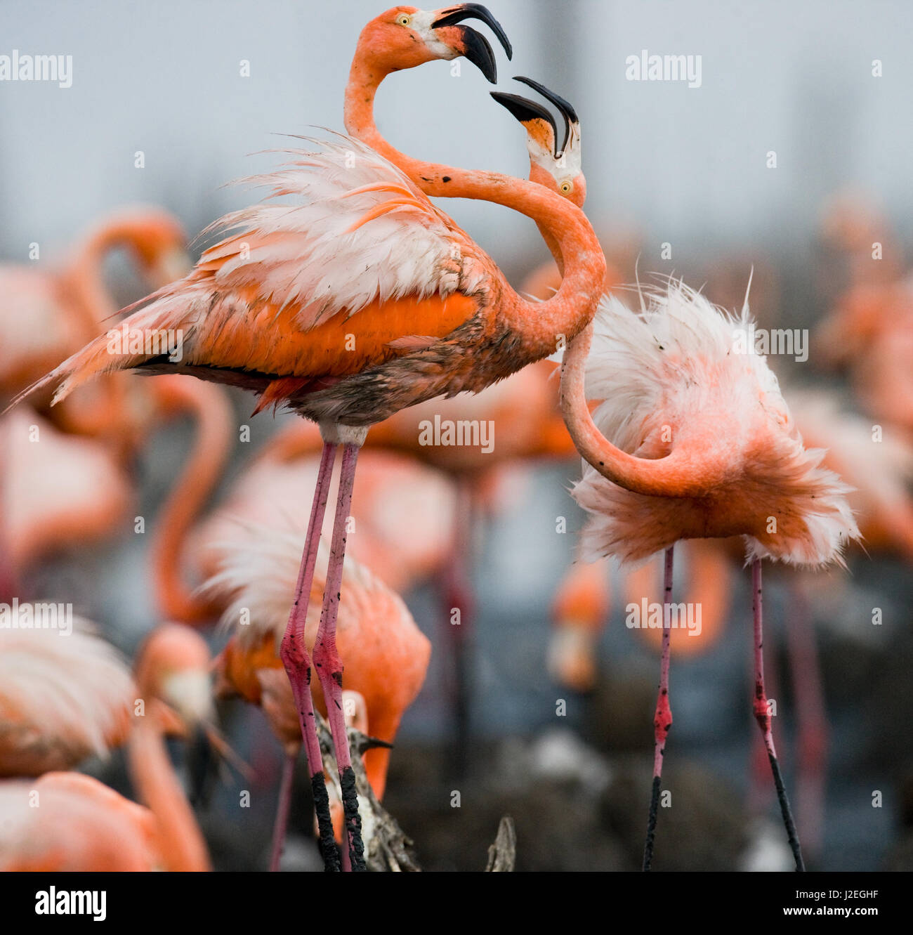 Game two adults of the Caribbean flamingo. Cuba. Reserve Rio Maximа ...