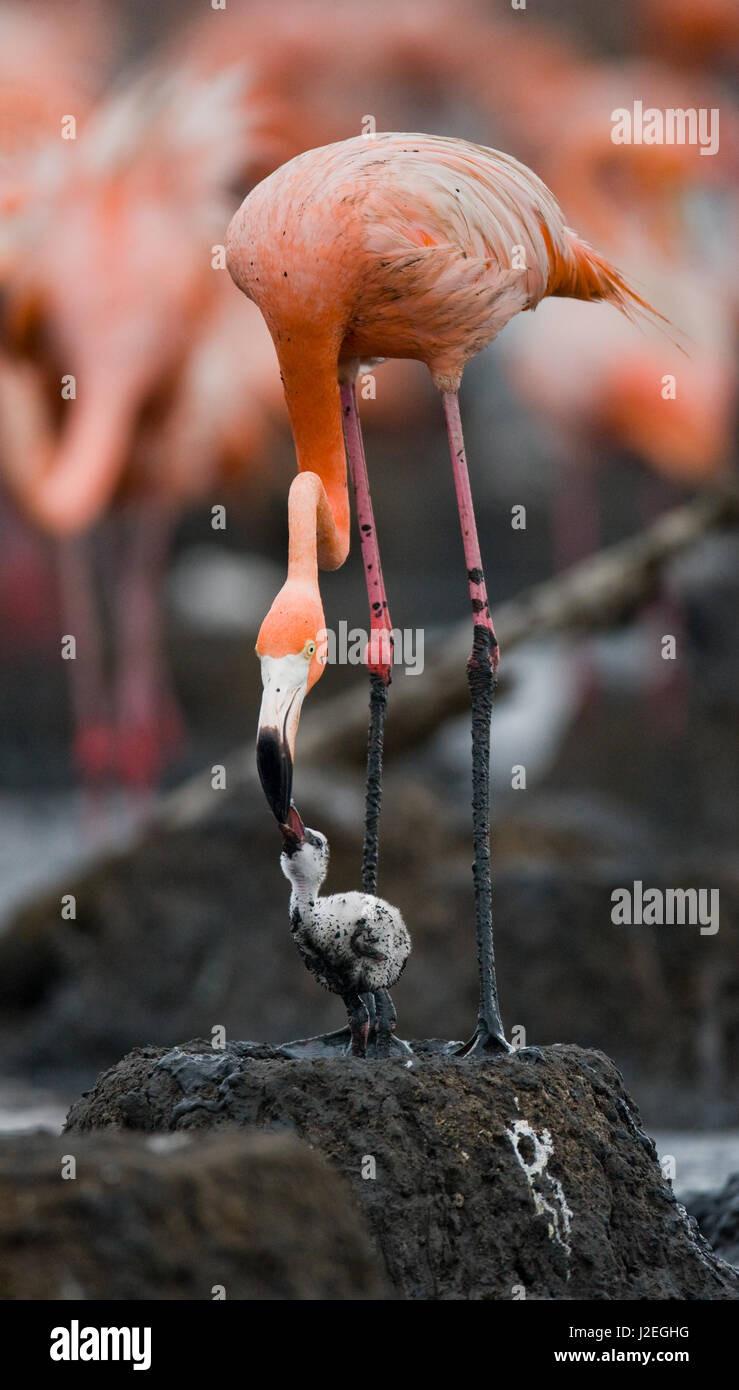Caribbean flamingo on a nest with chicks. Cuba Stock Photo - Alamy