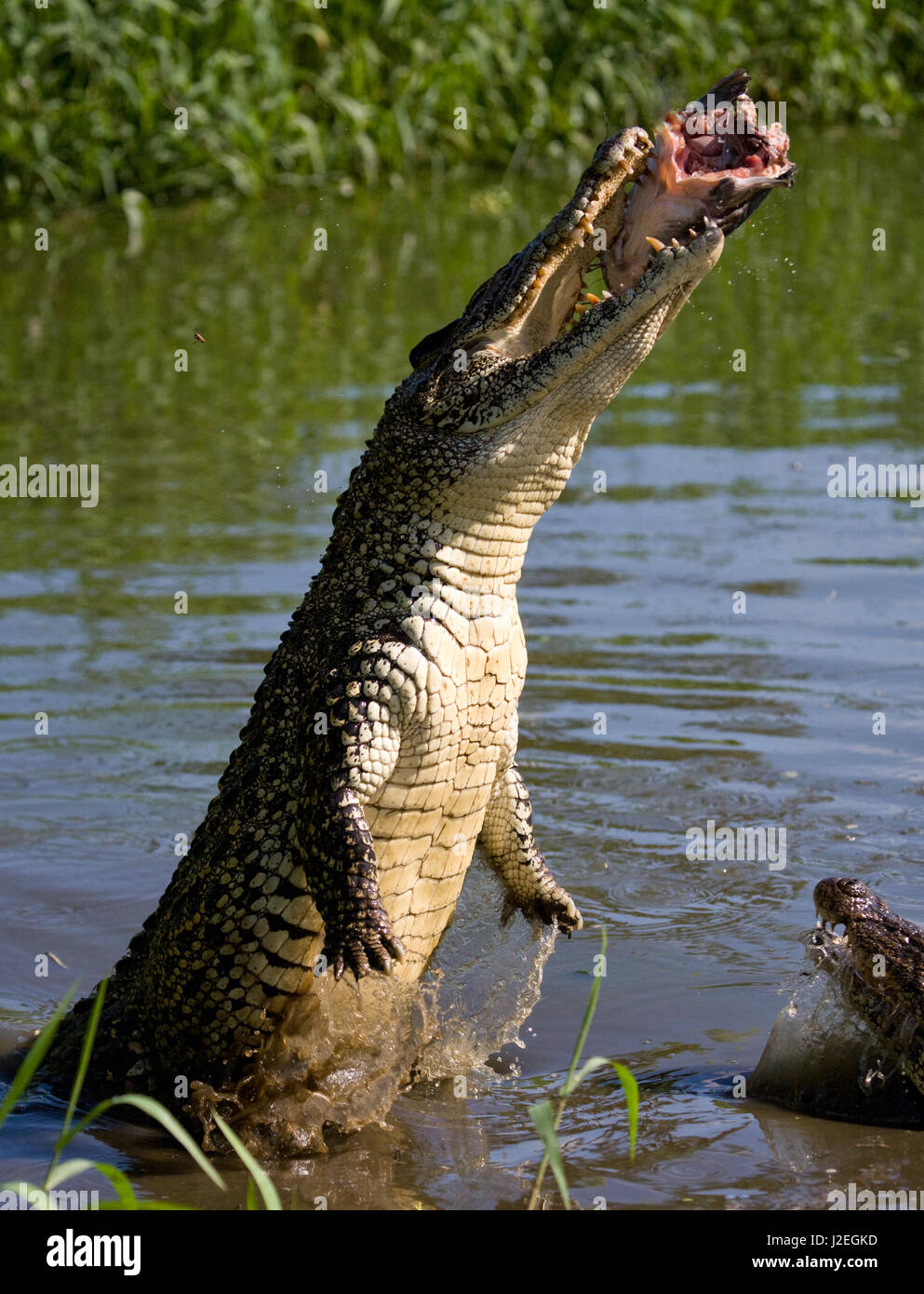 The Cuban crocodile jumps out of the water. A rare photograph. Cuba ...