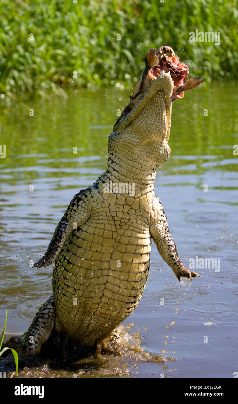 The Cuban crocodile jumps out of the water. A rare photograph. Cuba ...