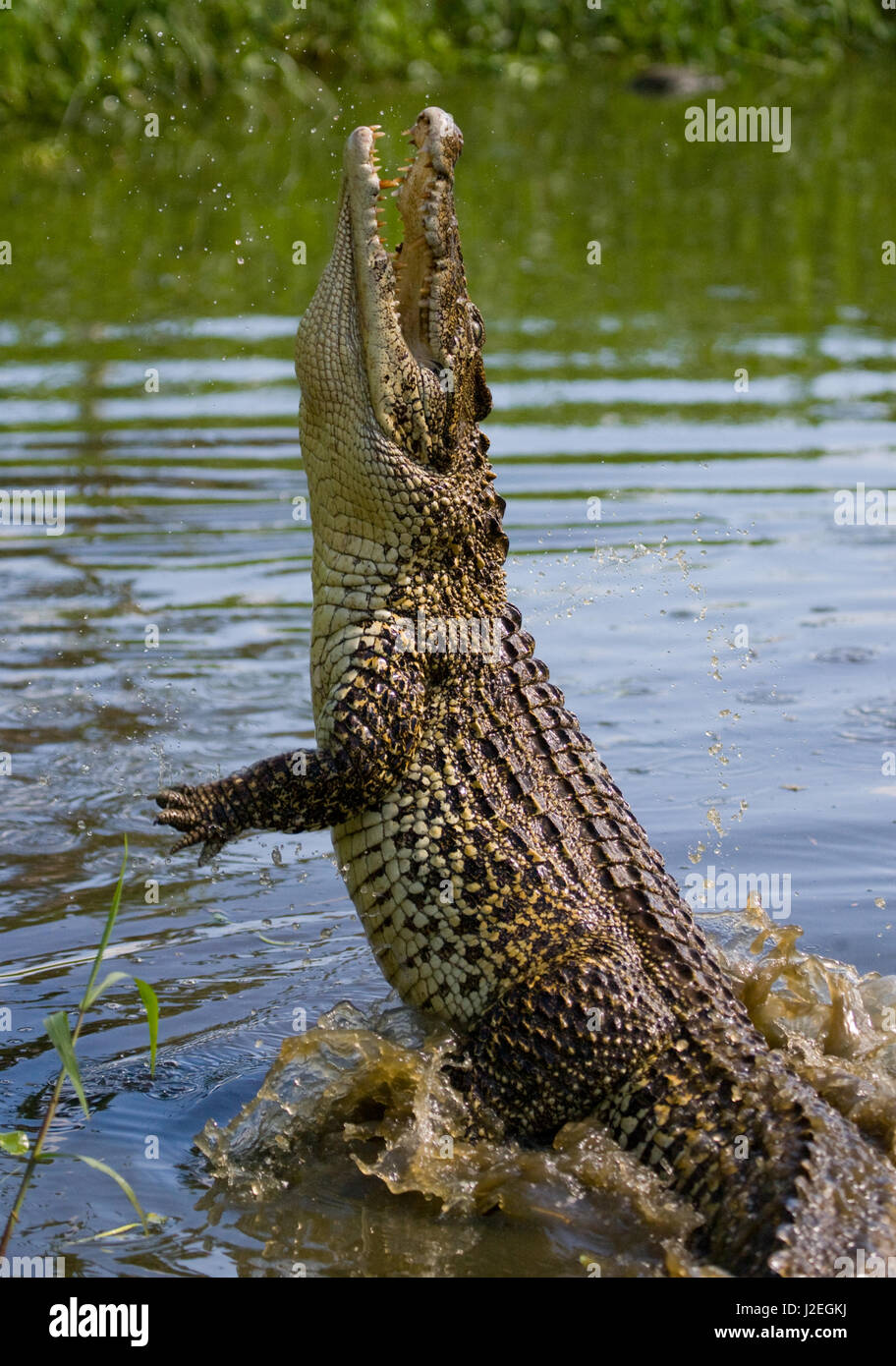 The Cuban crocodile jumps out of the water. A rare photograph. Cuba ...
