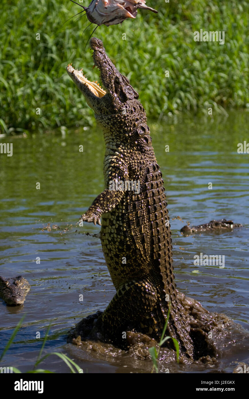 The Cuban crocodile jumps out of the water. A rare photograph. Cuba ...