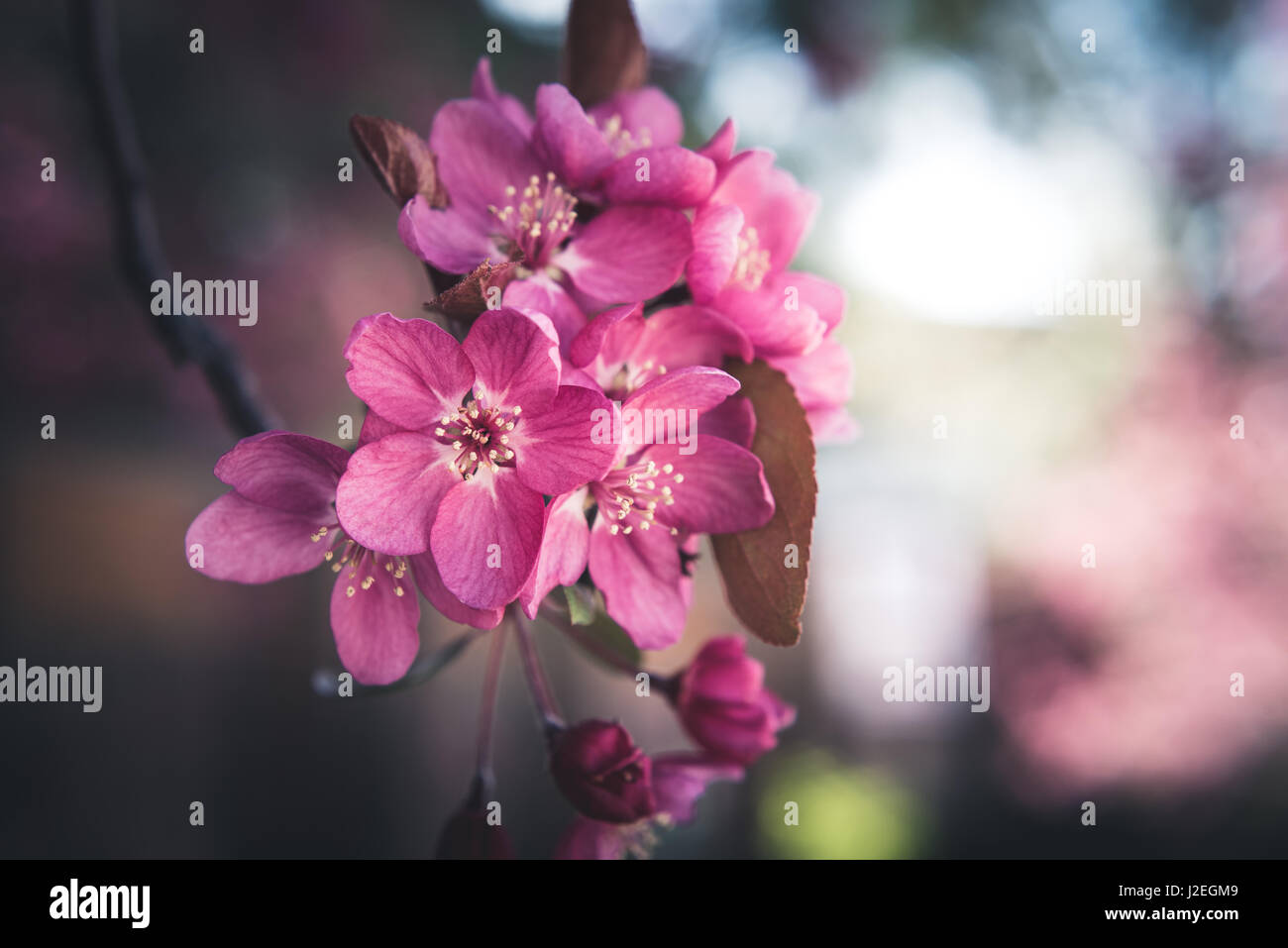 Micro wildflowers hi-res stock photography and images - Alamy