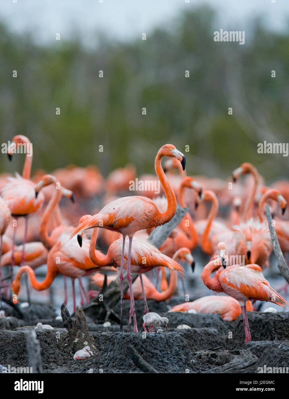 Caribbean flamingo on a nest with chicks. Cuba Stock Photo - Alamy