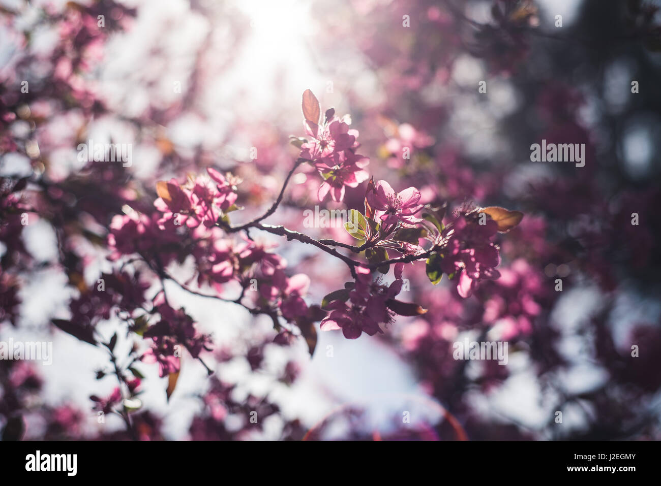 Micro wildflowers hi-res stock photography and images - Alamy