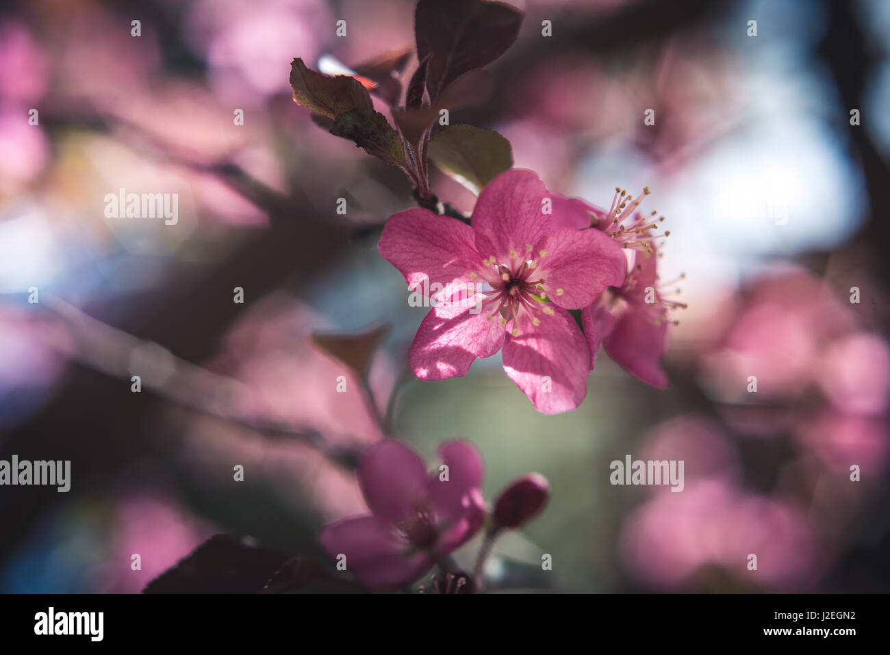 Colorful spring flowers in bloom Stock Photo - Alamy