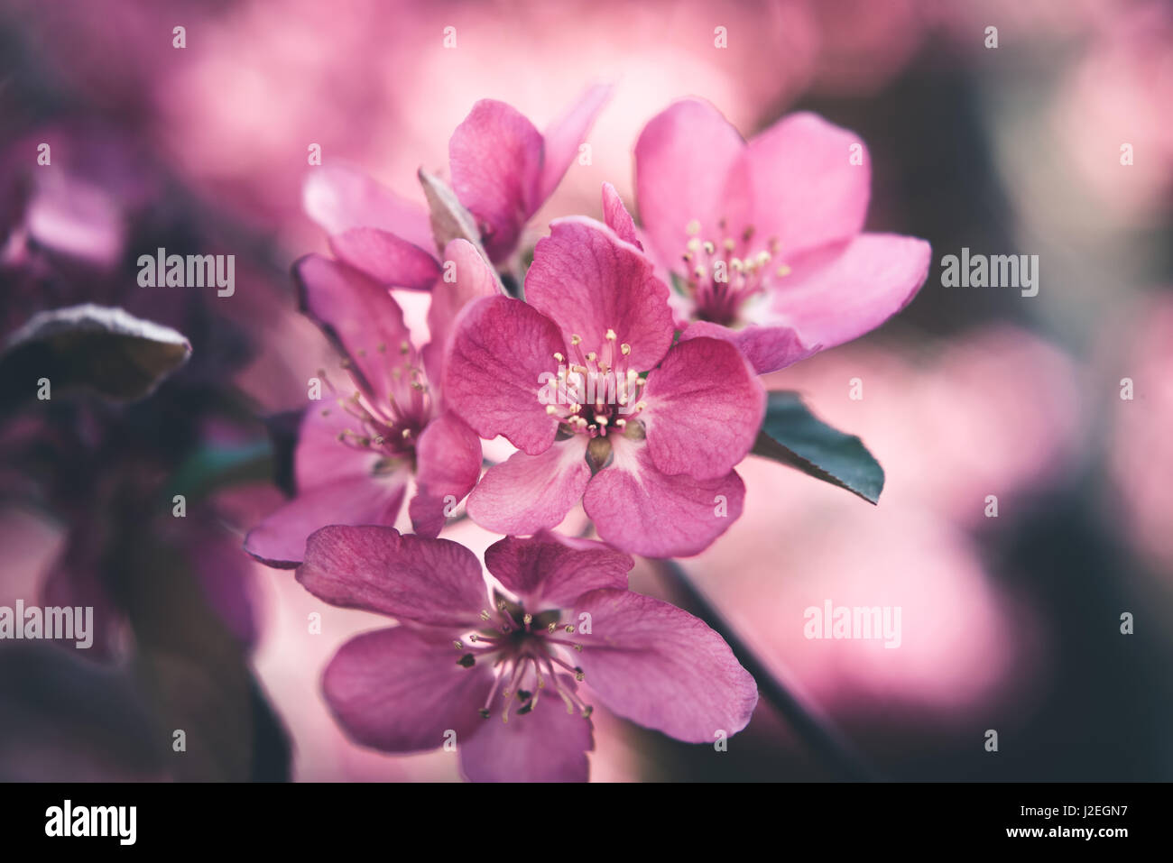 Colorful spring flowers in bloom Stock Photo - Alamy