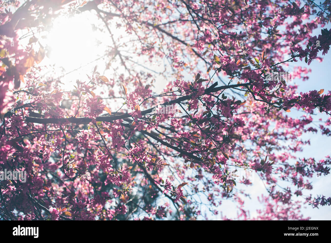 Micro wildflowers hi-res stock photography and images - Alamy